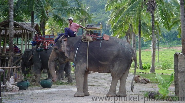 Phuket Activities | Phuket Travel Guide